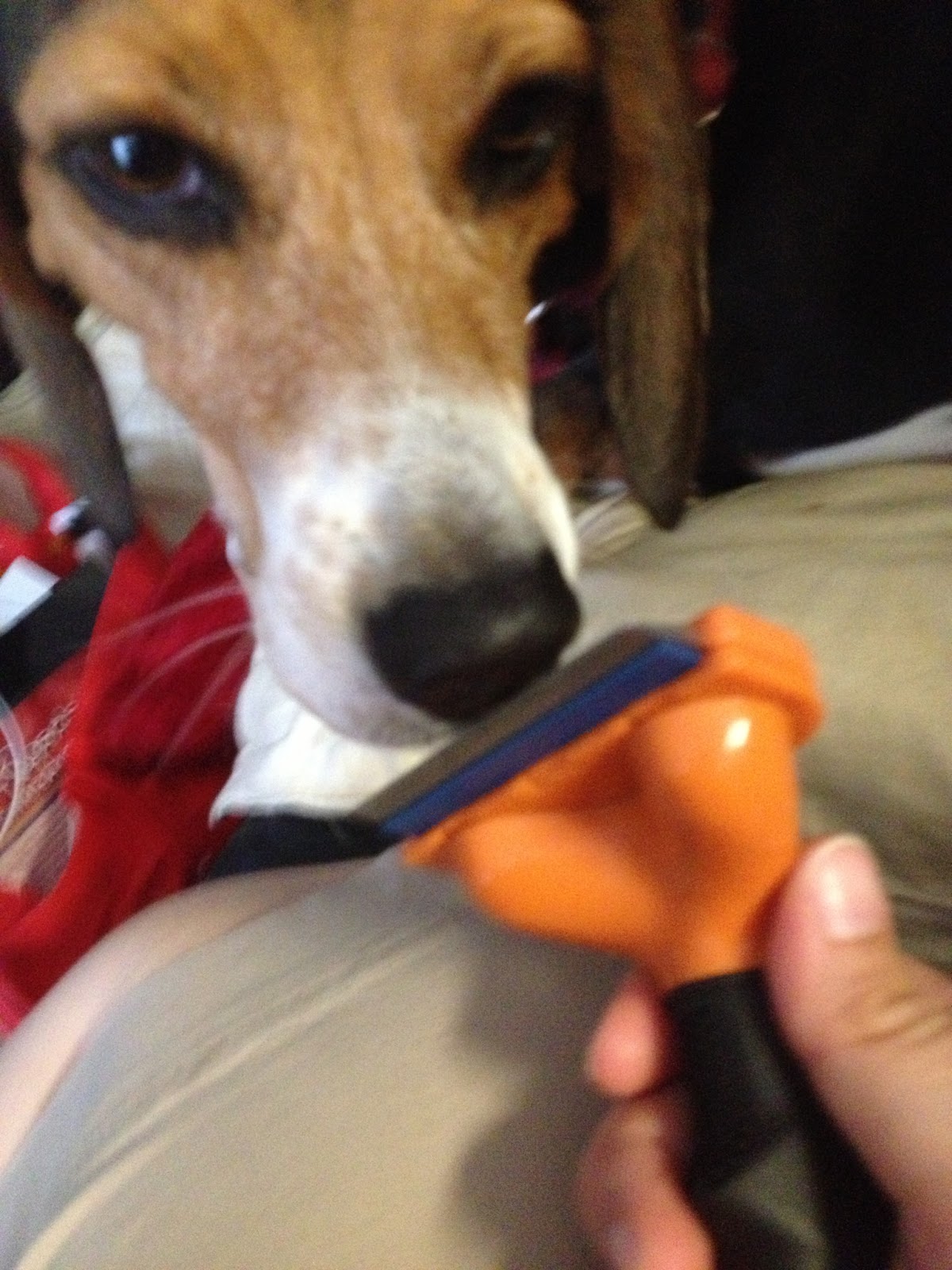 Life With Beagle: FURminator deshedding tool -- REVIEW, plus Amazon sale